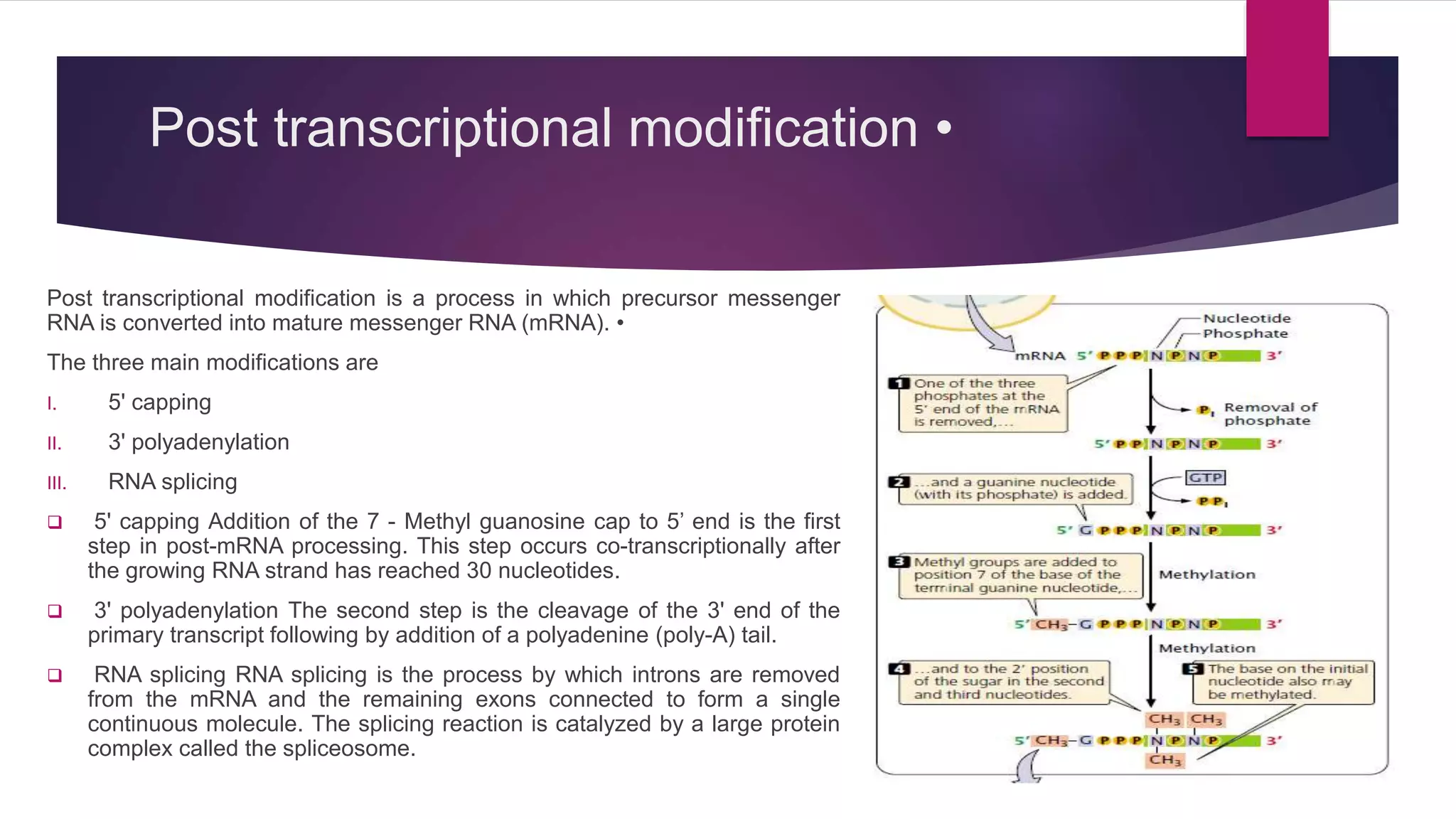 GENE EXPRESSION AND IT’S REGULATION.pptx
