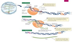 GENE EXPRESSION AND IT’S REGULATION.pptx