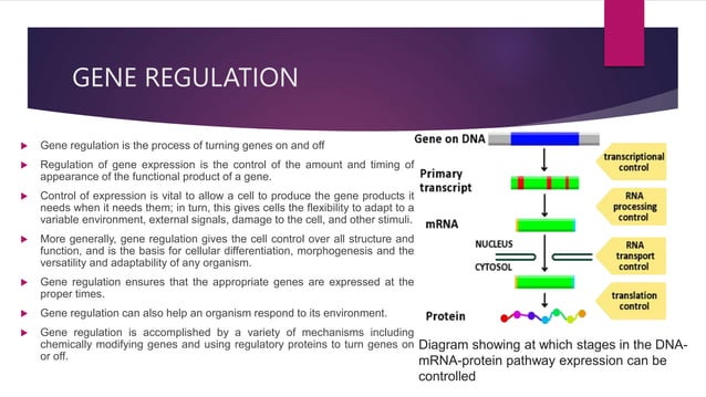 GENE EXPRESSION AND IT’S REGULATION.pptx | Chemistry | Science