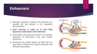 GENE EXPRESSION AND IT’S REGULATION.pptx