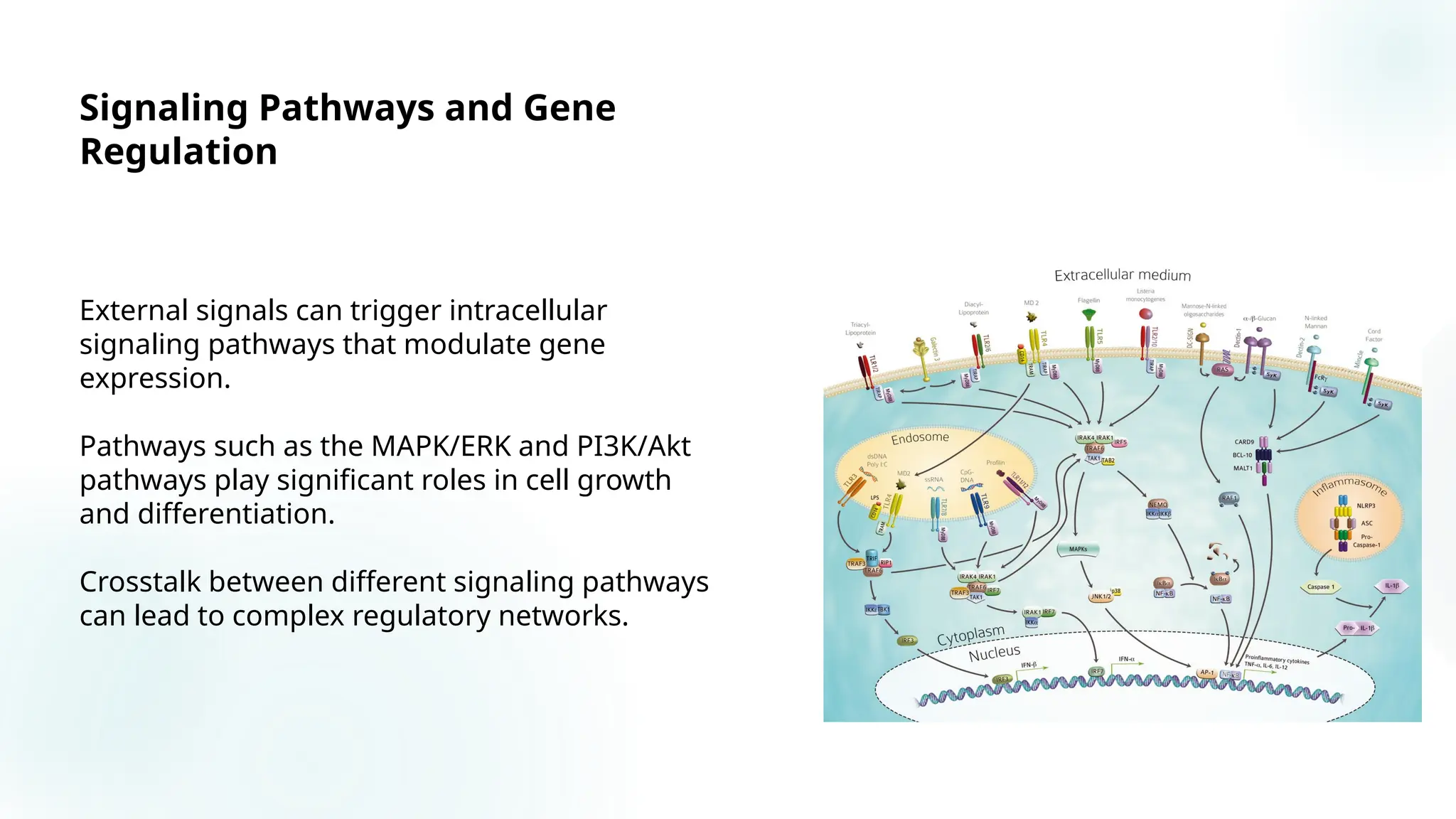 Gene Expression And Its Regulation by TOQIR AHMED.pptx