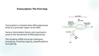 Gene Expression And Its Regulation by TOQIR AHMED.pptx