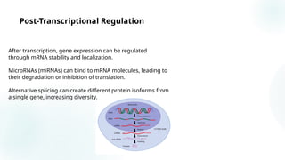 Gene Expression And Its Regulation by TOQIR AHMED.pptx