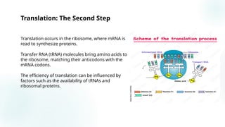 Gene Expression And Its Regulation by TOQIR AHMED.pptx