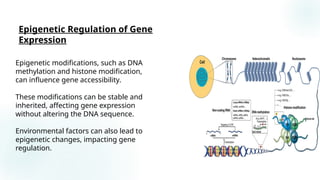 Gene Expression And Its Regulation by TOQIR AHMED.pptx