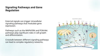 Gene Expression And Its Regulation by TOQIR AHMED.pptx