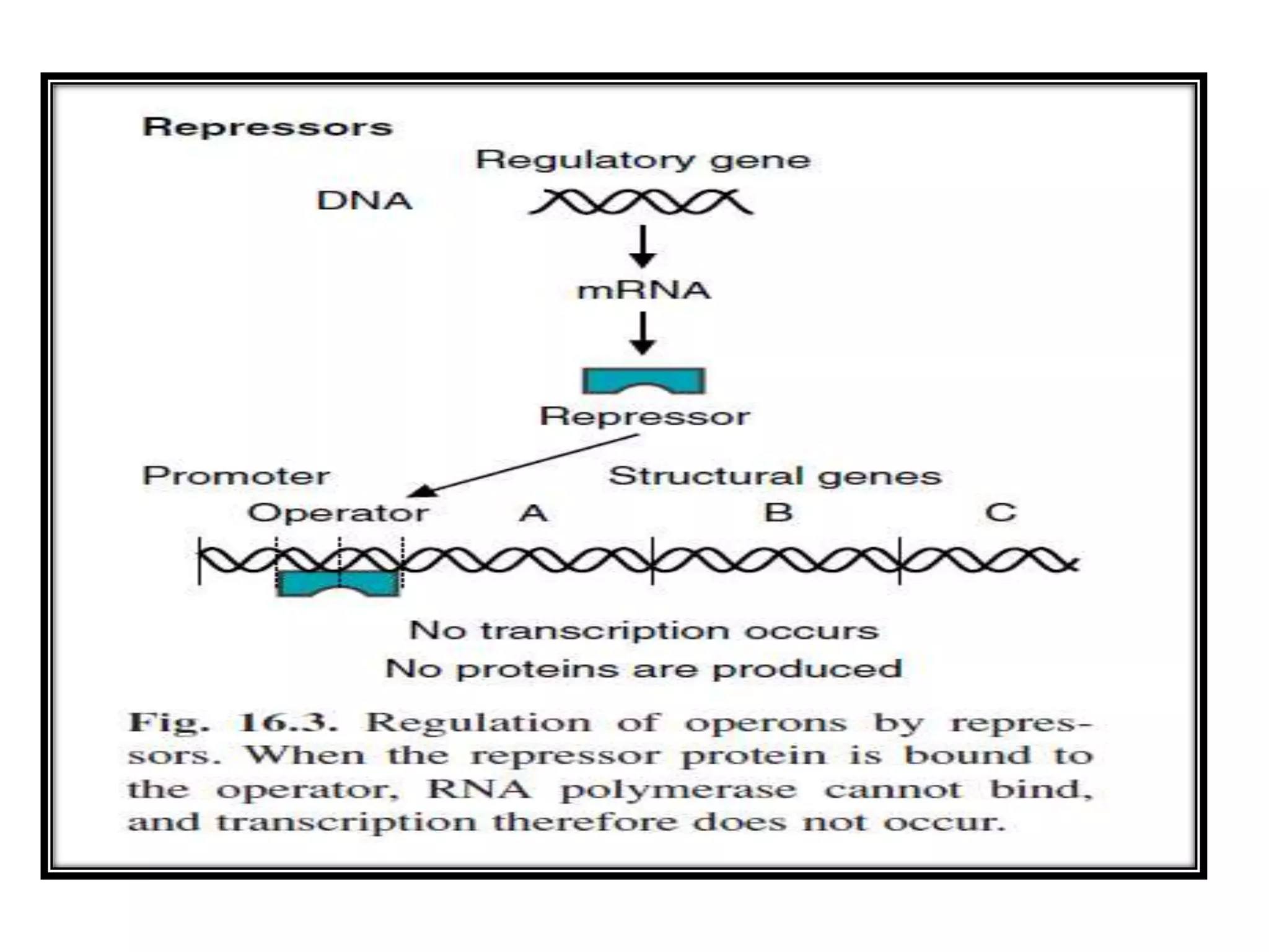 Gene expression and regulation | PPTX