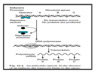Gene expression and regulation | PPTX