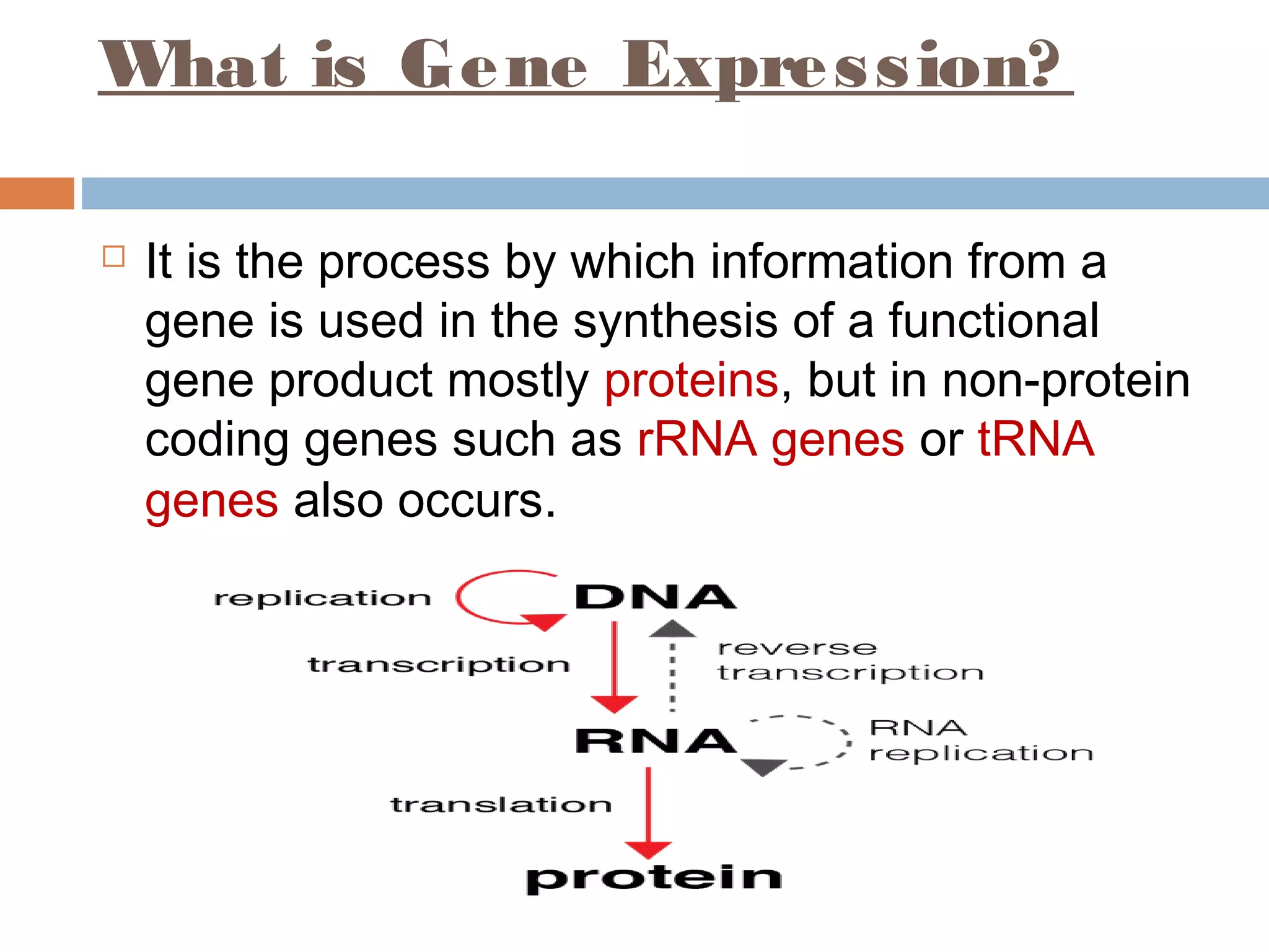 Gene expression and regulation | PPT