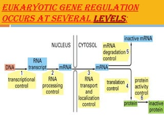 Gene expression and regulation | PPT