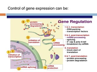 Gene expression and regulation | PPT