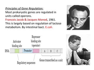 Gene expression and regulation | PPT