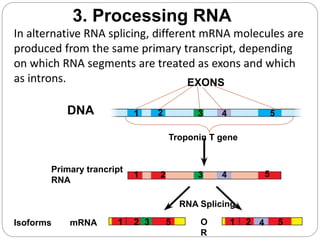 Gene expression and regulation | PPTX