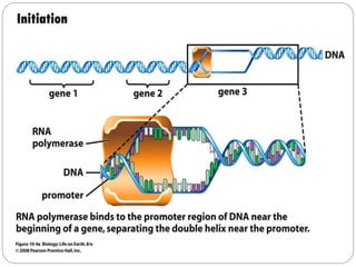 Gene expression and regulation | PPTX