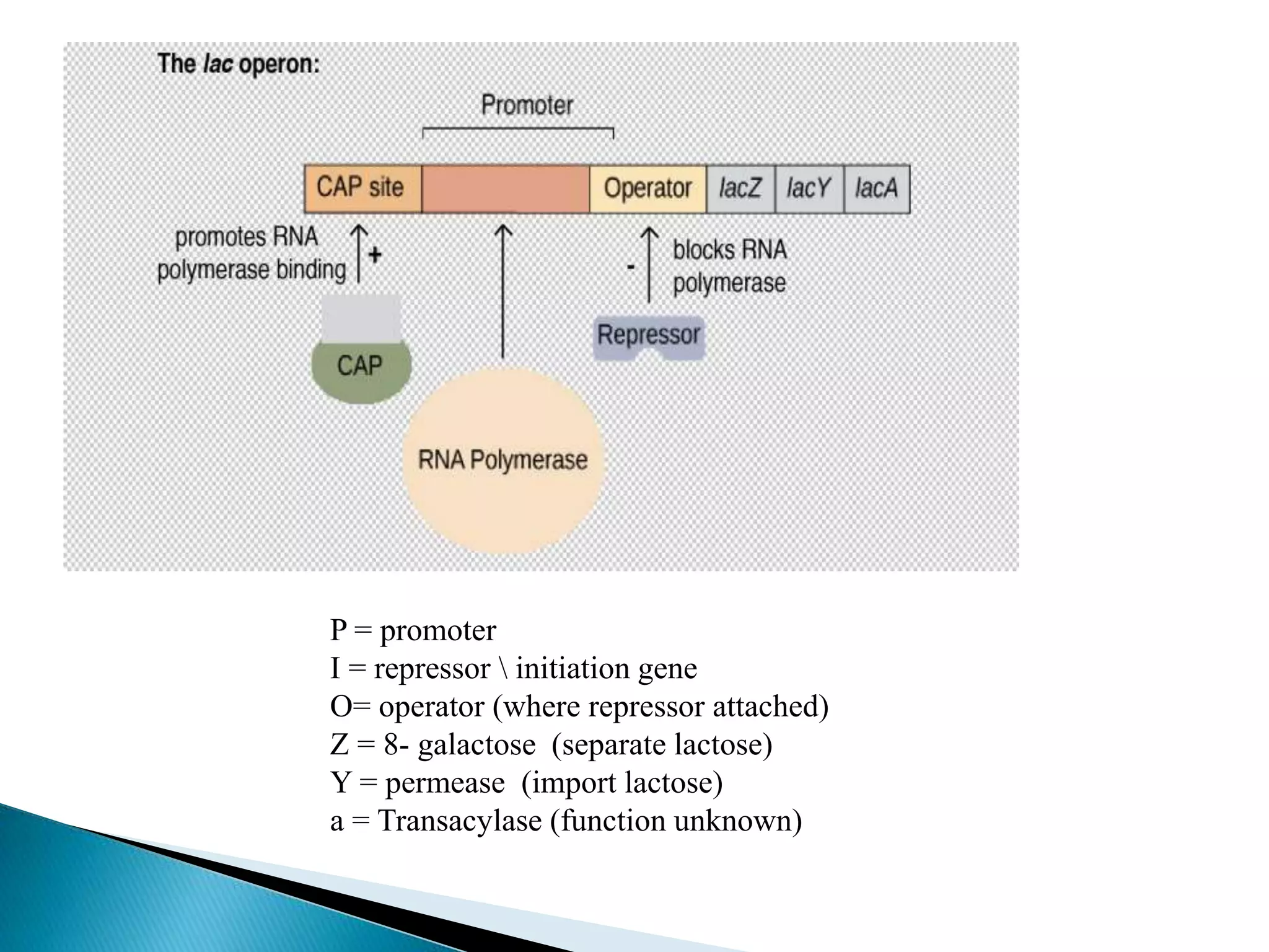 GENE EXPRESSION AND REGULATION.pptx