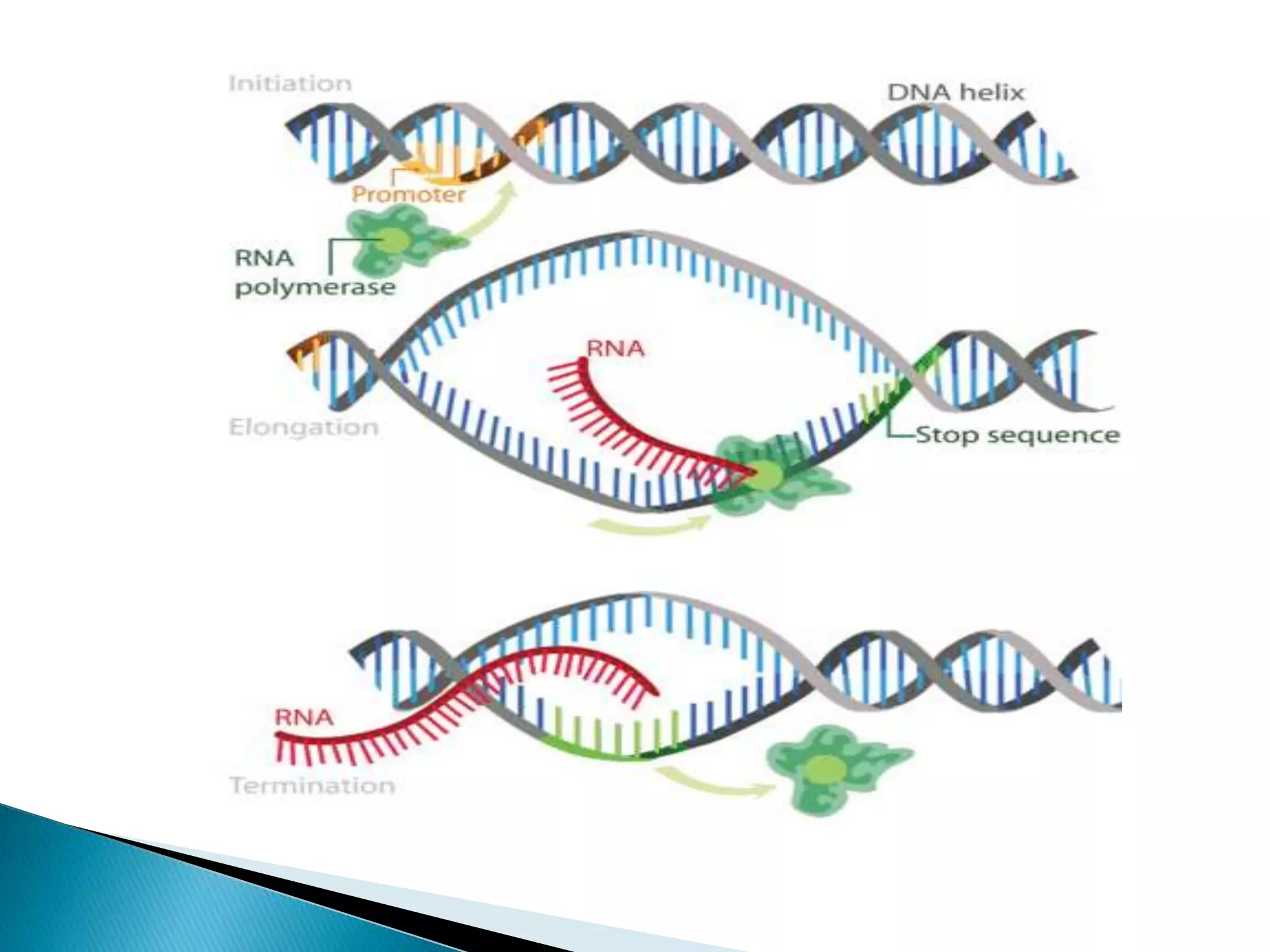 GENE EXPRESSION AND REGULATION.pptx