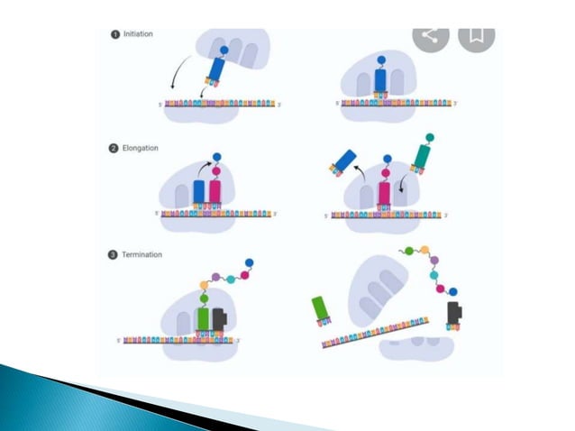 GENE EXPRESSION AND REGULATION.pptx | Biological Sciences | Science