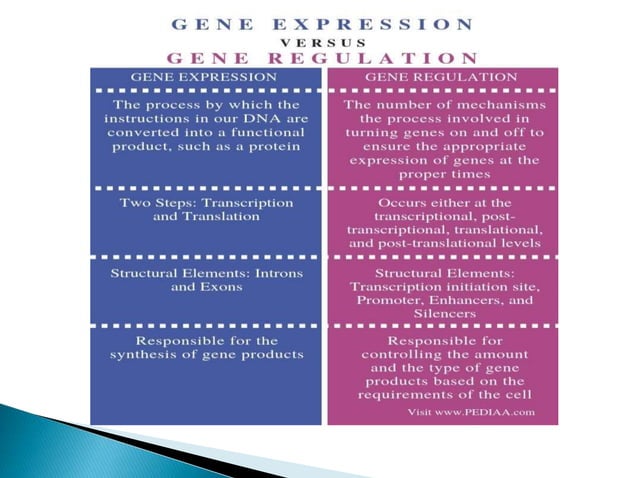 GENE EXPRESSION AND REGULATION.pptx | Biological Sciences | Science