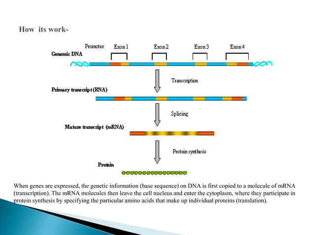 GENE EXPRESSION AND REGULATION.pptx | Biological Sciences | Science
