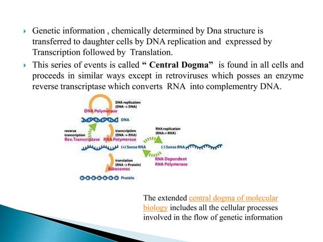 GENE EXPRESSION AND REGULATION.pptx | Biological Sciences | Science