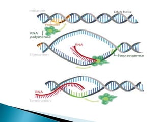 GENE EXPRESSION AND REGULATION.pptx