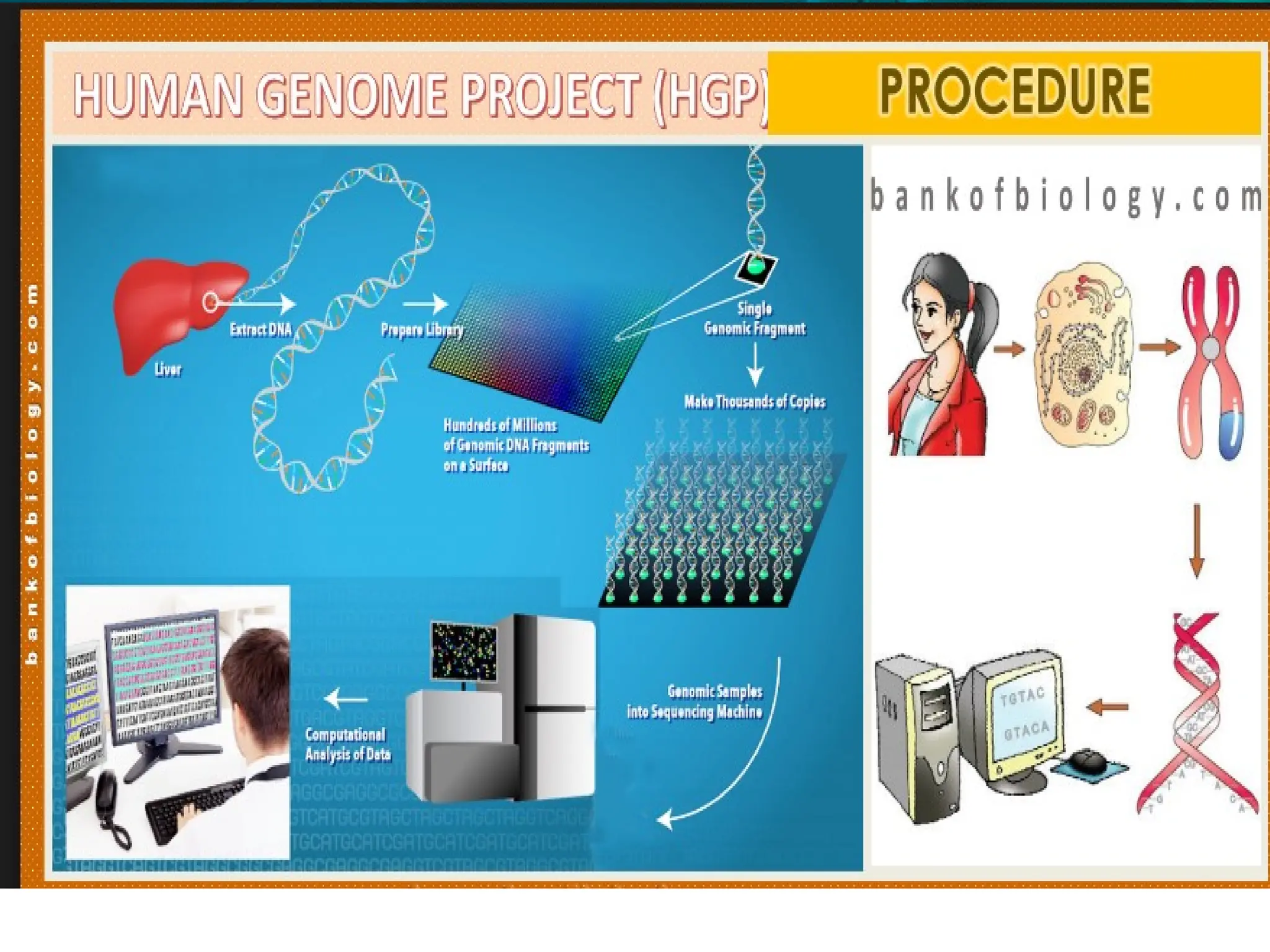 Gene Expression and Regulation-Transcription, Translationh.ppt