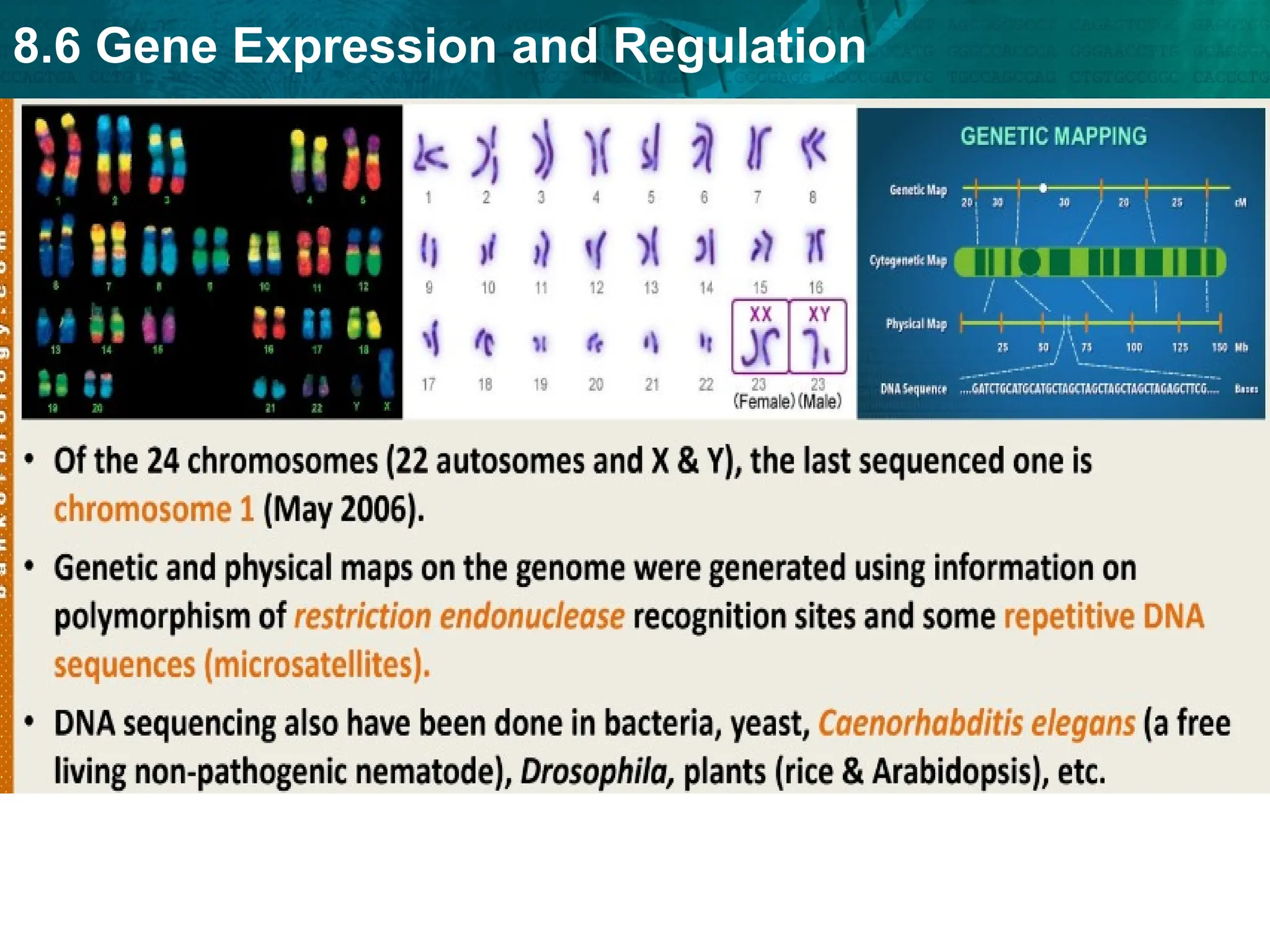 Gene Expression and Regulation-Transcription, Translationh.ppt