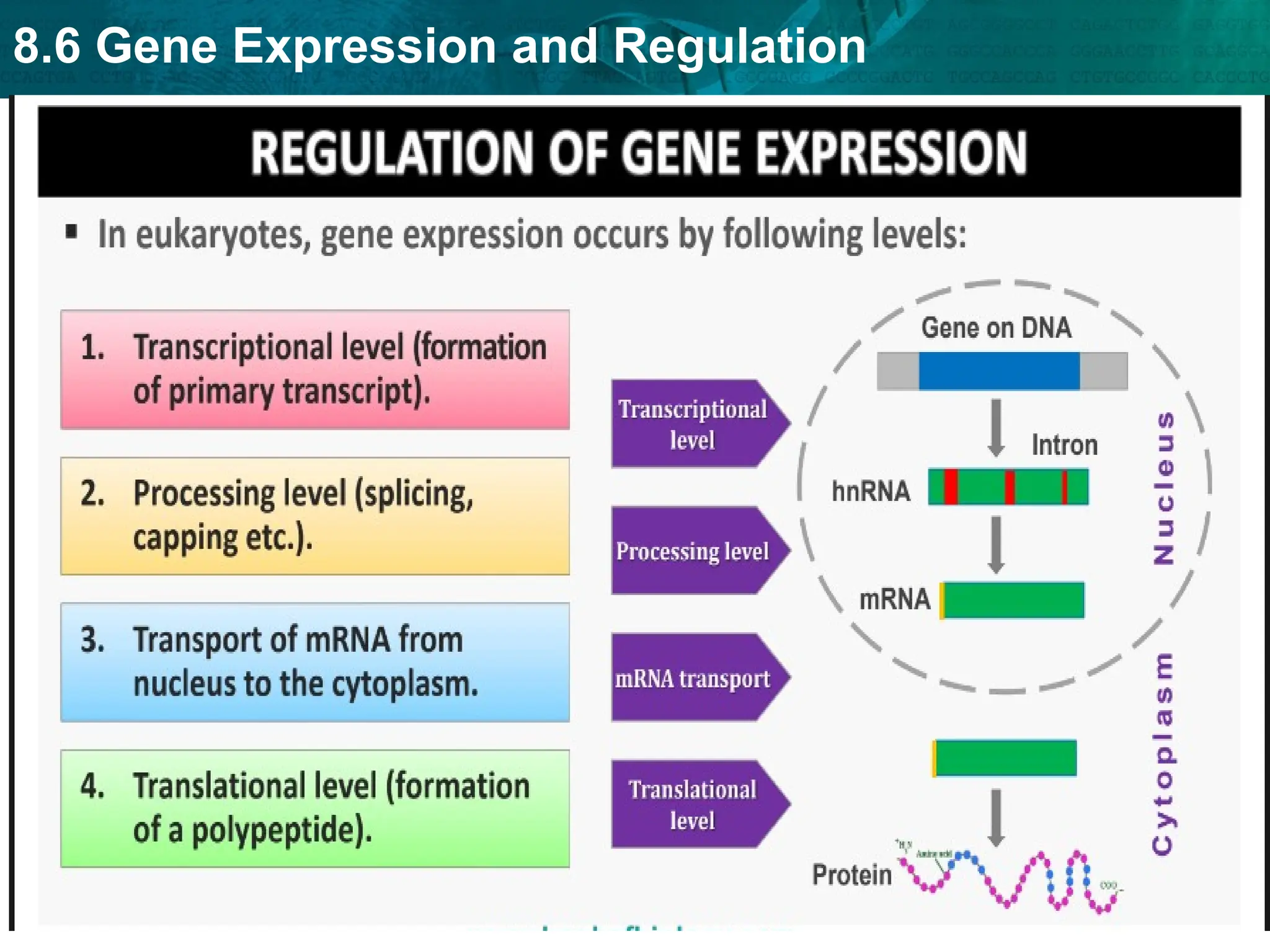 Gene Expression and Regulation-Transcription, Translationh.ppt
