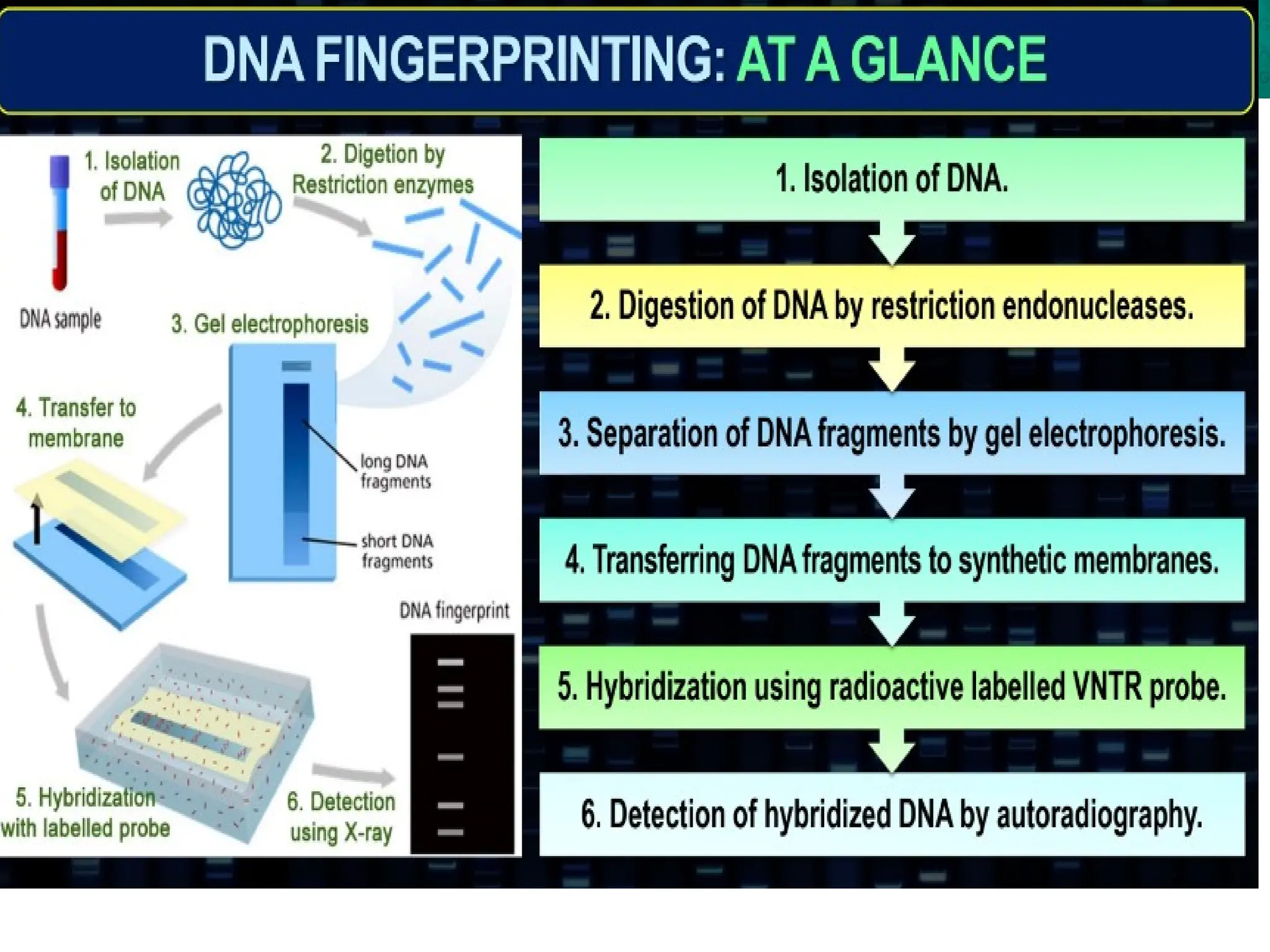Gene Expression and Regulation-Transcription, Translationh.ppt