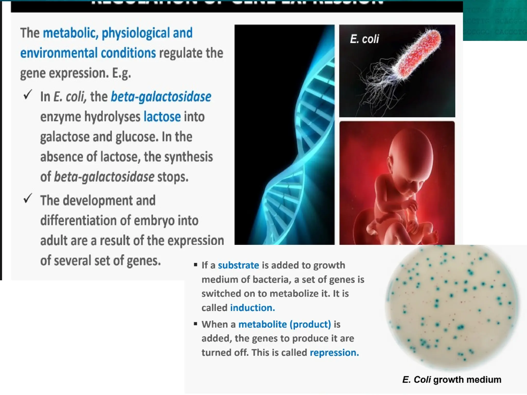 Gene Expression and Regulation-Transcription, Translationh.ppt