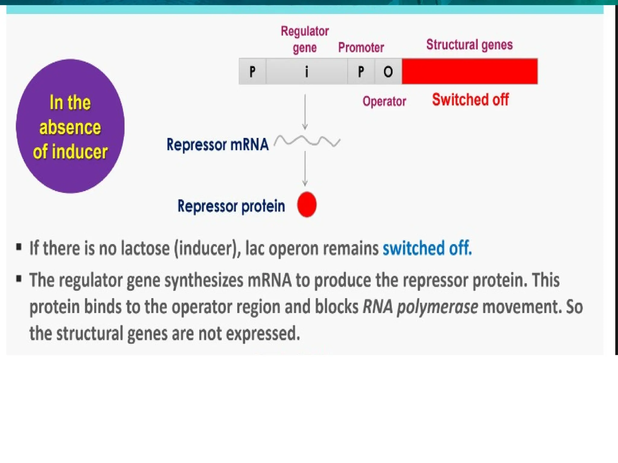 Gene Expression and Regulation-Transcription, Translationh.ppt