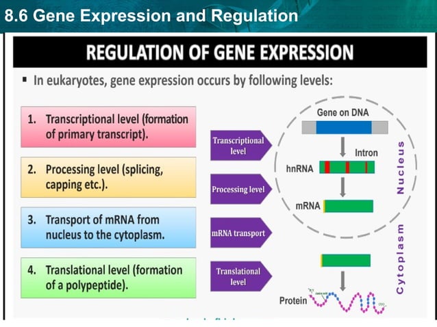 Gene Expression and Regulation-Transcription, Translationh.ppt