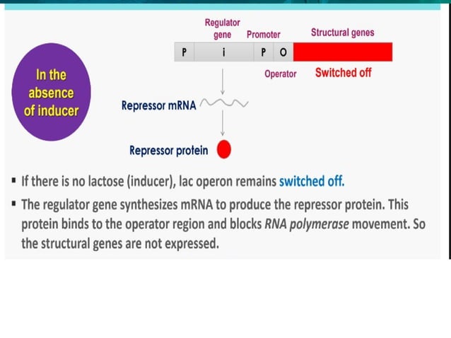 Gene Expression and Regulation-Transcription, Translationh.ppt