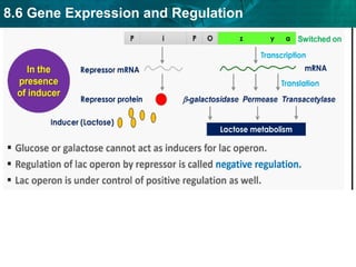 Gene Expression and Regulation-Transcription, Translationh.ppt