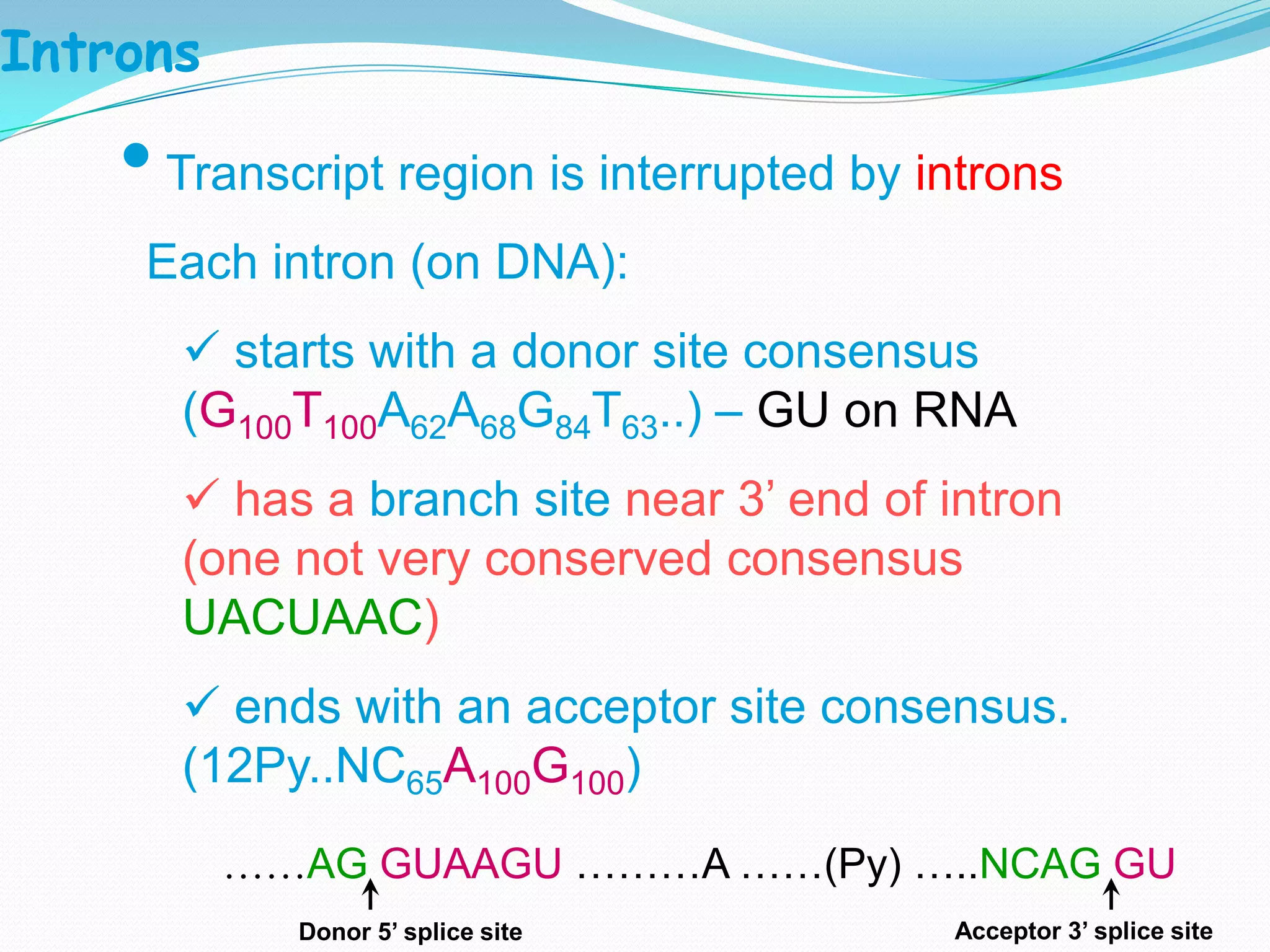 Gene expression in eukaryotes | PPT