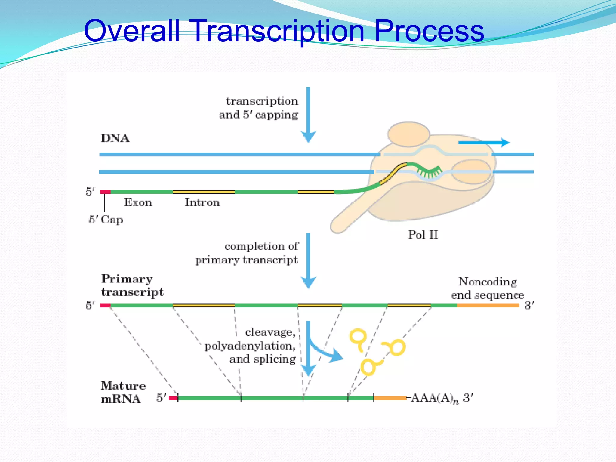 Gene expression in eukaryotes | PPT