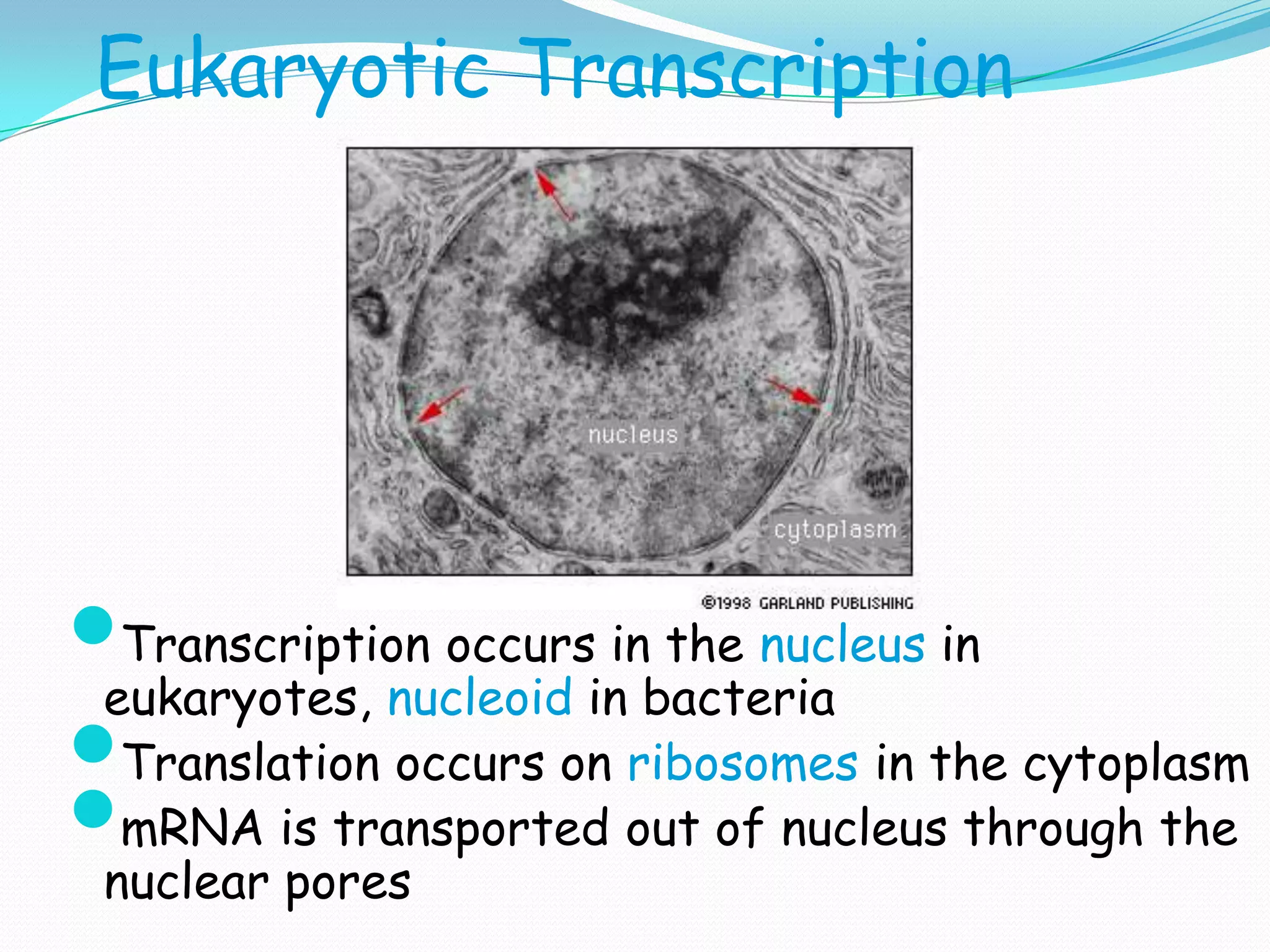 Gene expression in eukaryotes | PPT