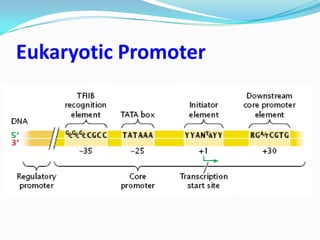 Gene expression in eukaryotes | PPT | Biological Sciences | Science
