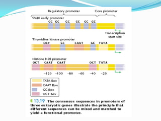 Gene expression in eukaryotes | PPT