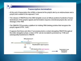 Gene expression in eukaryotes | PPT