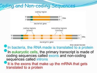 Gene expression in eukaryotes | PPT