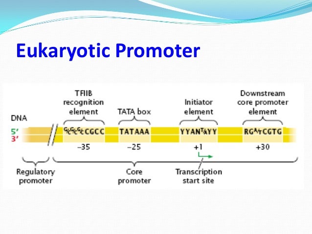 Gene expression in eukaryotes