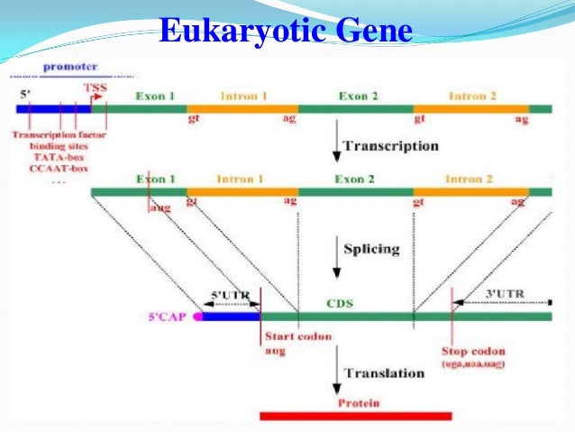 Gene expression in eukaryotes