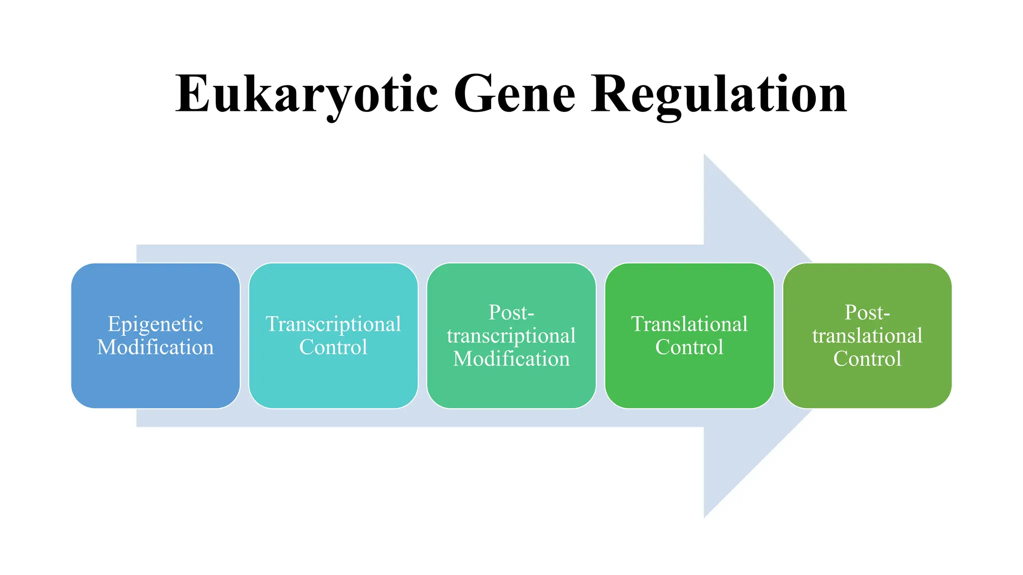 Gene expression in eukaryotes.pptx