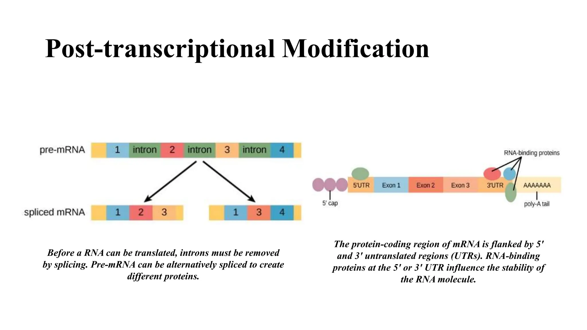 Gene expression in eukaryotes.pptx