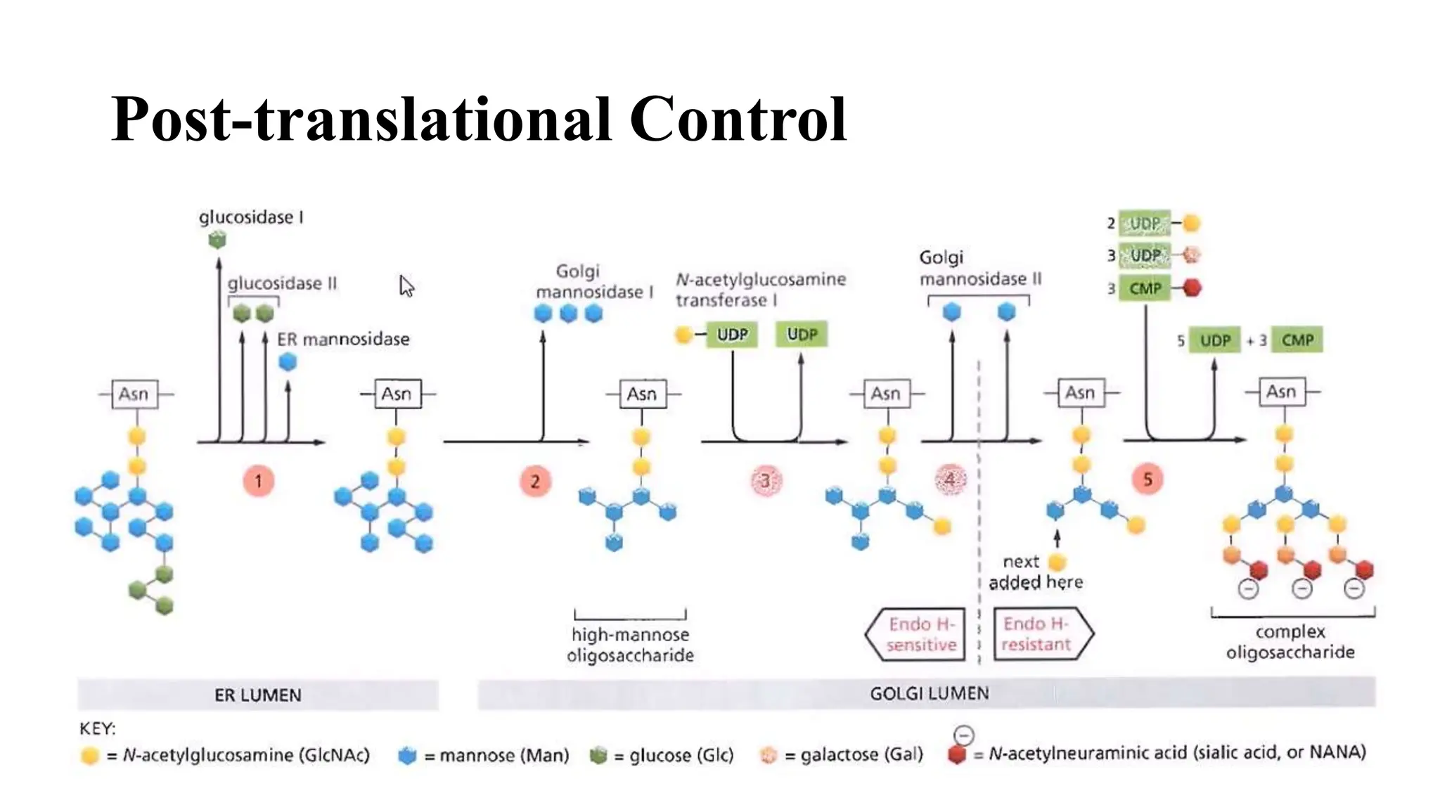 Gene expression in eukaryotes.pptx