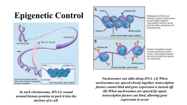 Gene expression in eukaryotes.pptx
