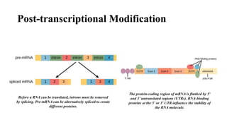 Gene expression in eukaryotes.pptx