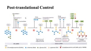 Gene expression in eukaryotes.pptx