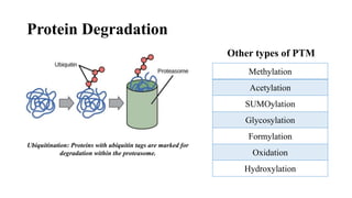 Gene expression in eukaryotes.pptx